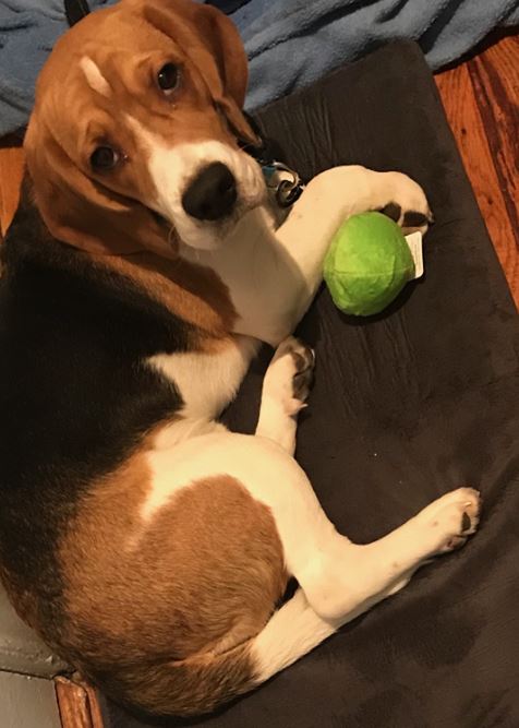 Missing Beagle in Sunset Park or Bay Ridge, Brooklyn February 2020