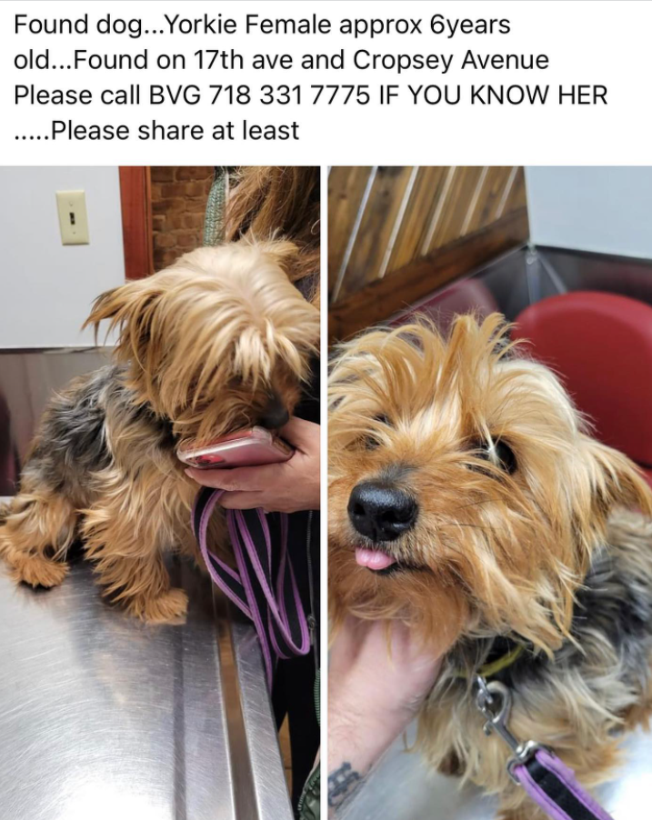 Yorkshire Terrier Found in Brooklyn - December 12, 2021 - Dog - Small ...