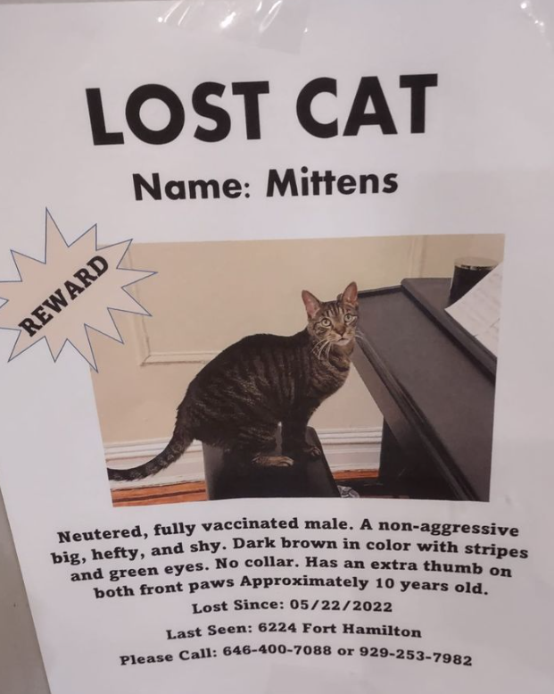 Mittens the Striped Cat is Missing in Brooklyn - 63rd St.