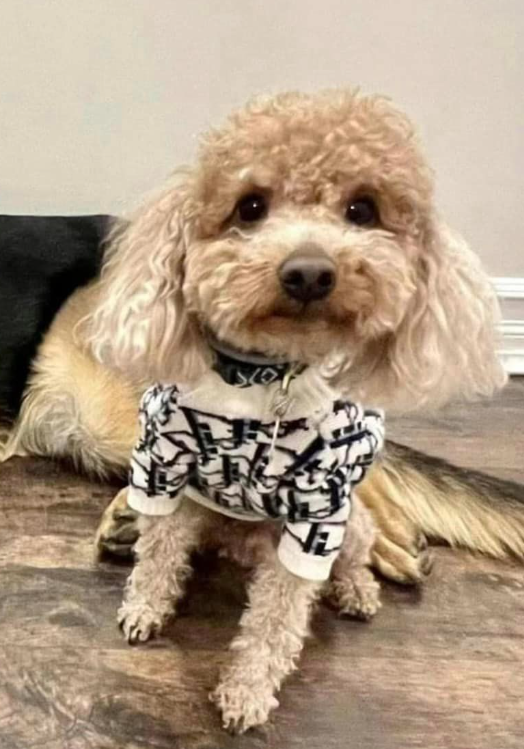 Missing Dog - Dyker Heights Brooklyn - Max the Goldendoodle - November 2022