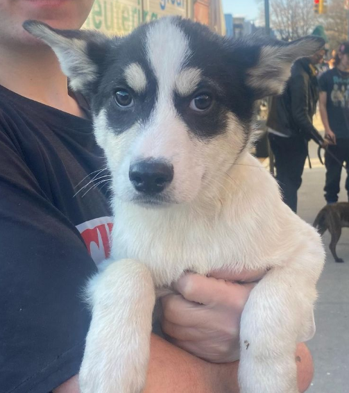Adopt this Three Month Old Puppy at Sean Casey