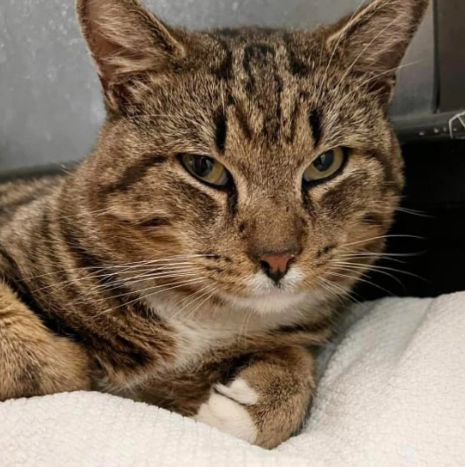 Snickers the Cat is Missing in Bay Ridge