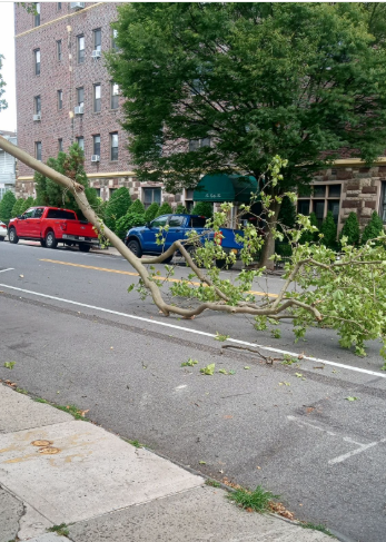 Tree Branch Down on Marine Ave – Near 3rd Ave.